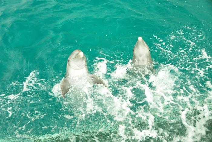 Activities – Dolphin Cove Swim Adventure in Ocho Rios | Royalton Hotels ...